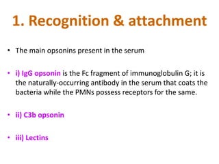 INFLAMMATION AND INJURY - Lecture 1 | PPTX