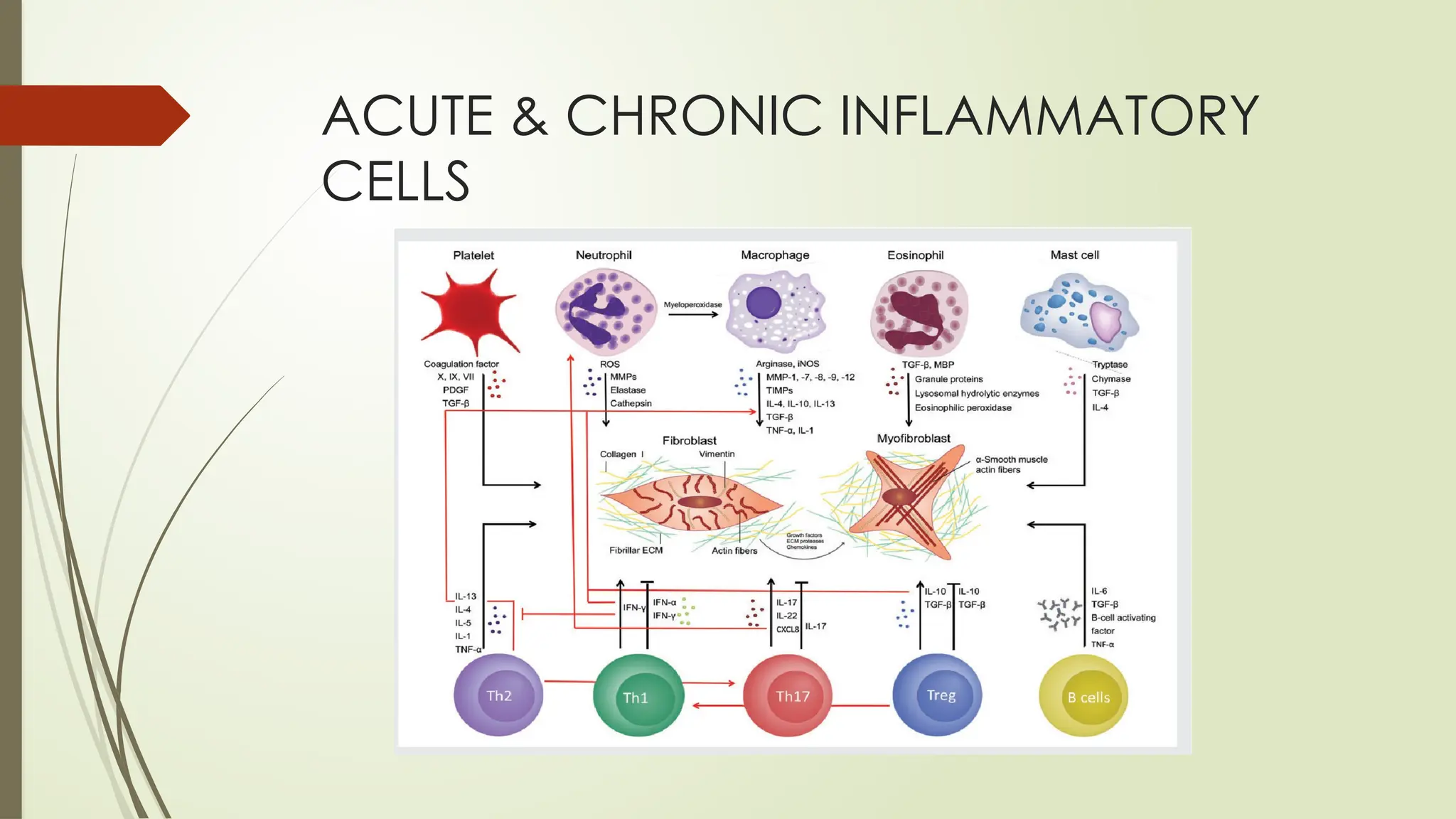 INFLAMMATION & REPAIR power point presentation | PPTX | Medical Health