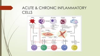 INFLAMMATION & REPAIR power point presentation | PPTX | Medical Health