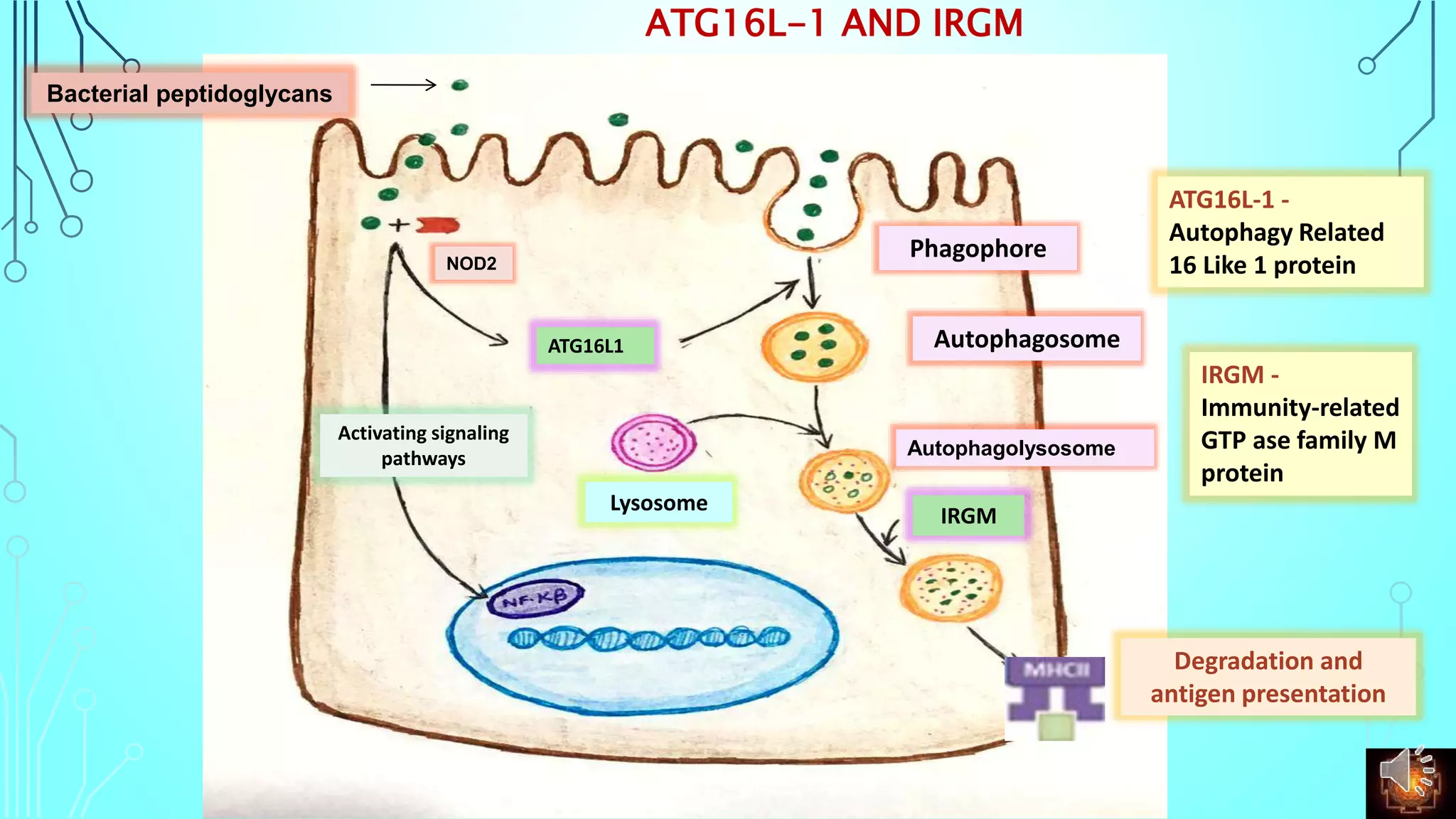 Inflammatory-bowel-disease-pathogenesis.ppt