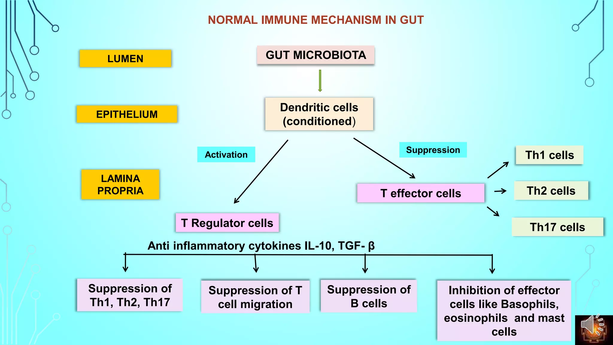 Inflammatory-bowel-disease-pathogenesis.ppt