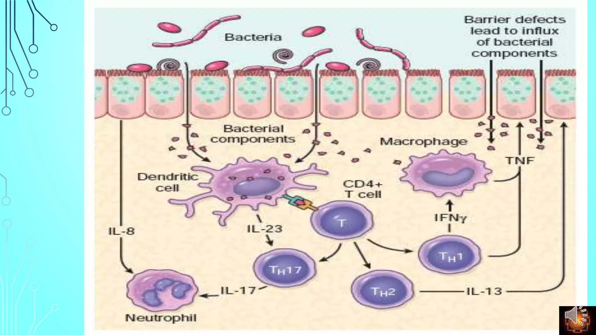 Inflammatory-bowel-disease-pathogenesis.ppt