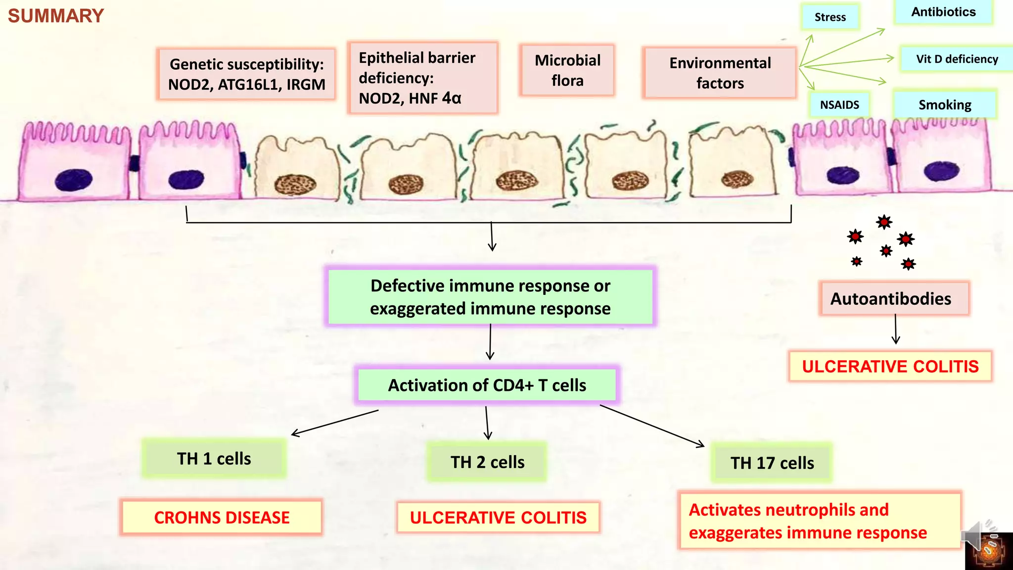 Inflammatory-bowel-disease-pathogenesis.ppt
