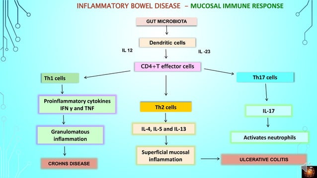 Inflammatory-bowel-disease-pathogenesis.ppt | Digestive Disorders ...