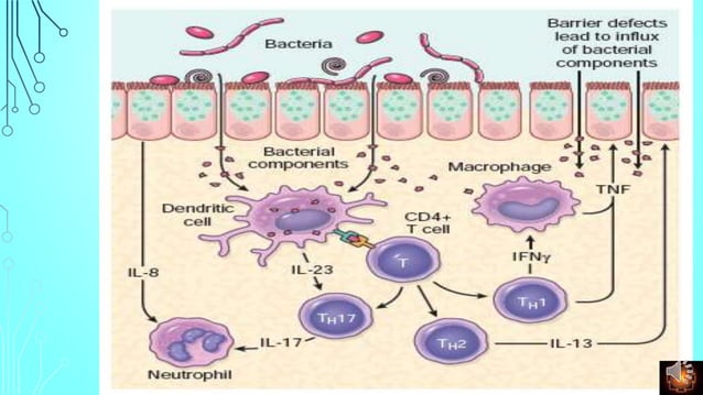 Inflammatory-bowel-disease-pathogenesis.ppt | Digestive Disorders | Diseases and Conditions