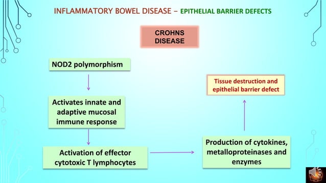 Inflammatory-bowel-disease-pathogenesis.ppt | Digestive Disorders ...