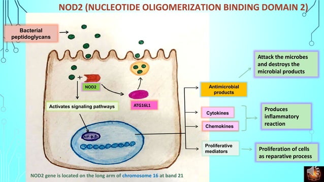 Inflammatory-bowel-disease-pathogenesis.ppt