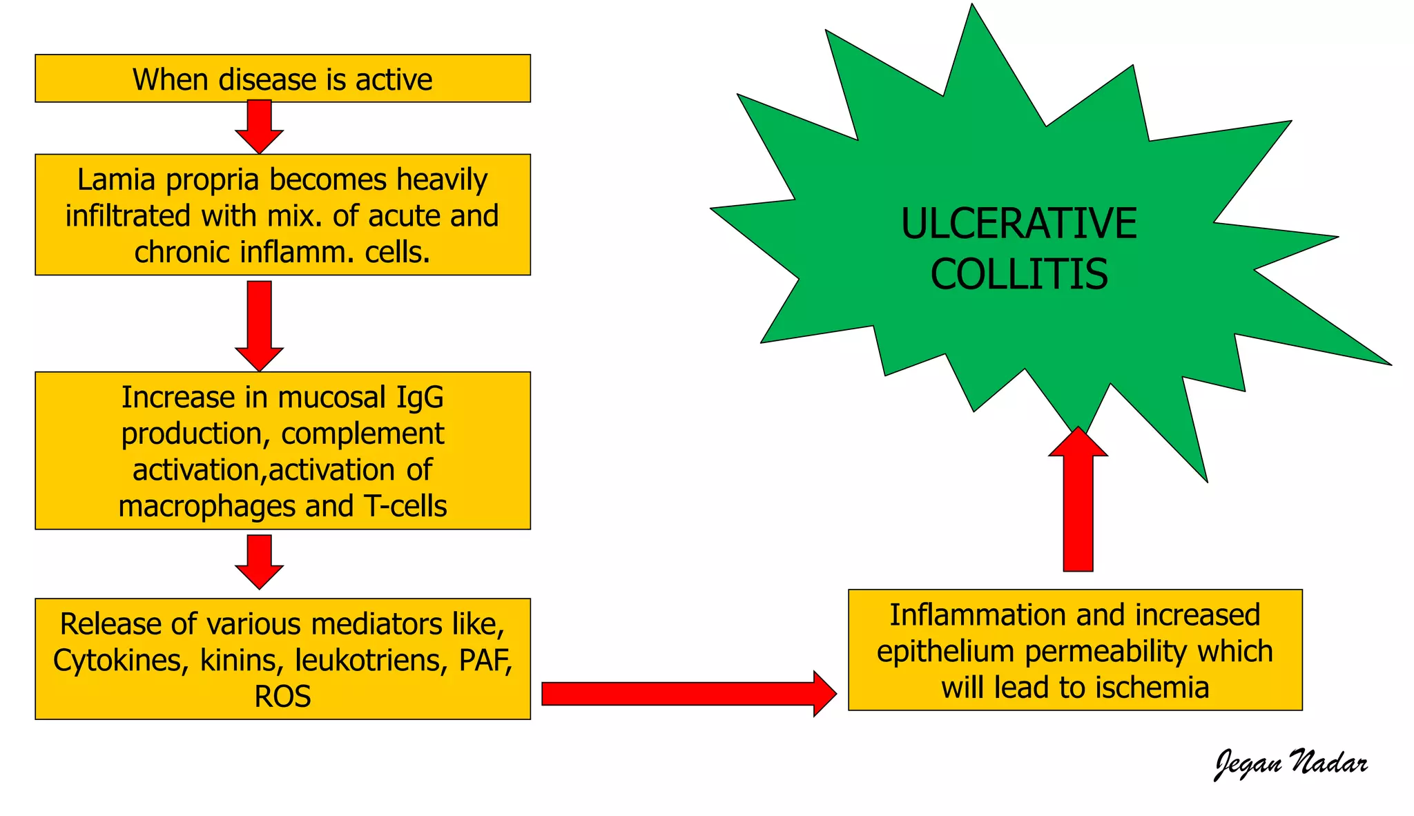 Pathophysiology of Inflammatory bowel disease | PDF