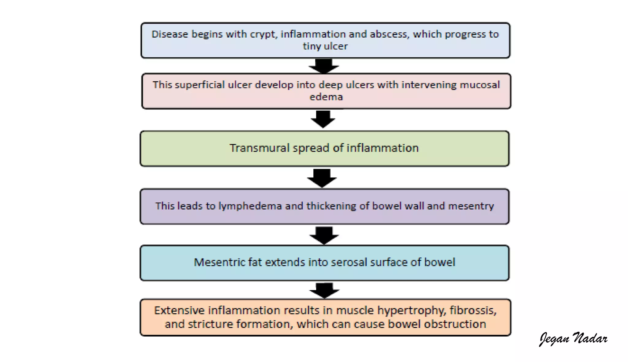 Pathophysiology of Inflammatory bowel disease | PDF