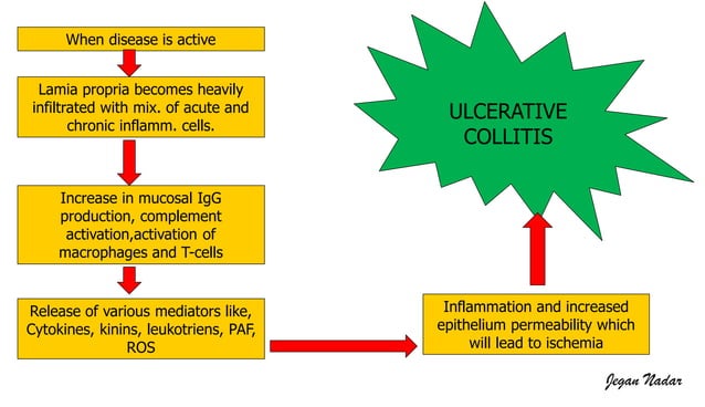 Pathophysiology of Inflammatory bowel disease | PDF