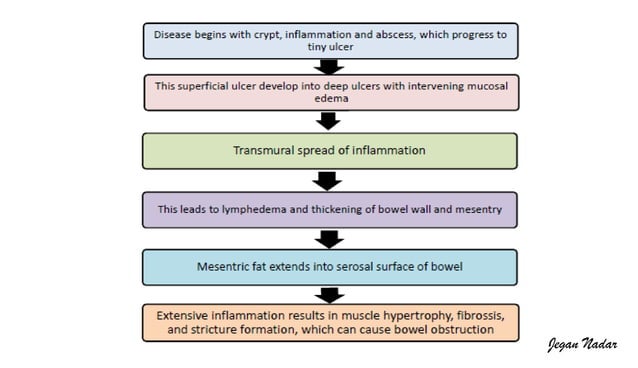 Pathophysiology of Inflammatory bowel disease