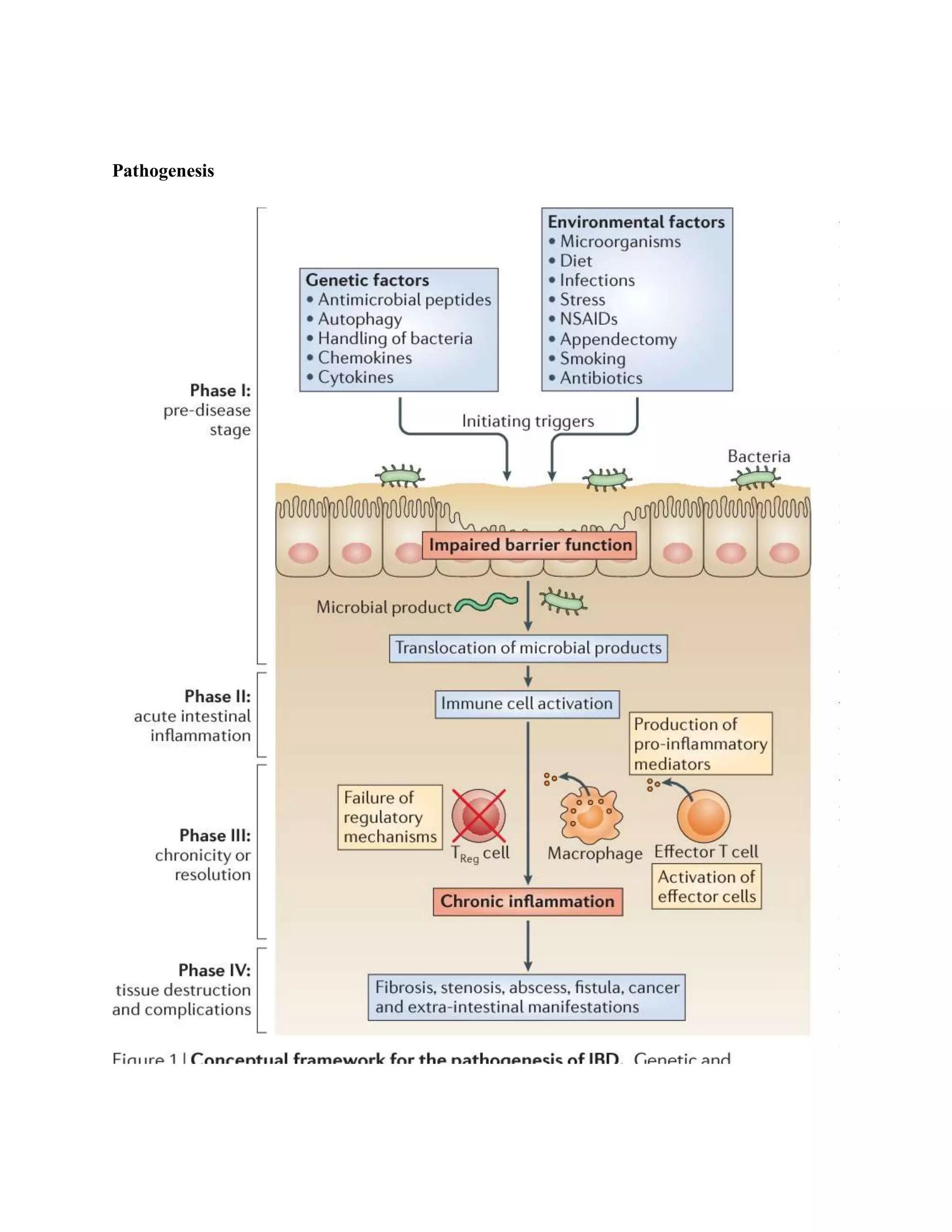 Pathophysiology of Inflammatory bowel disease | PDF