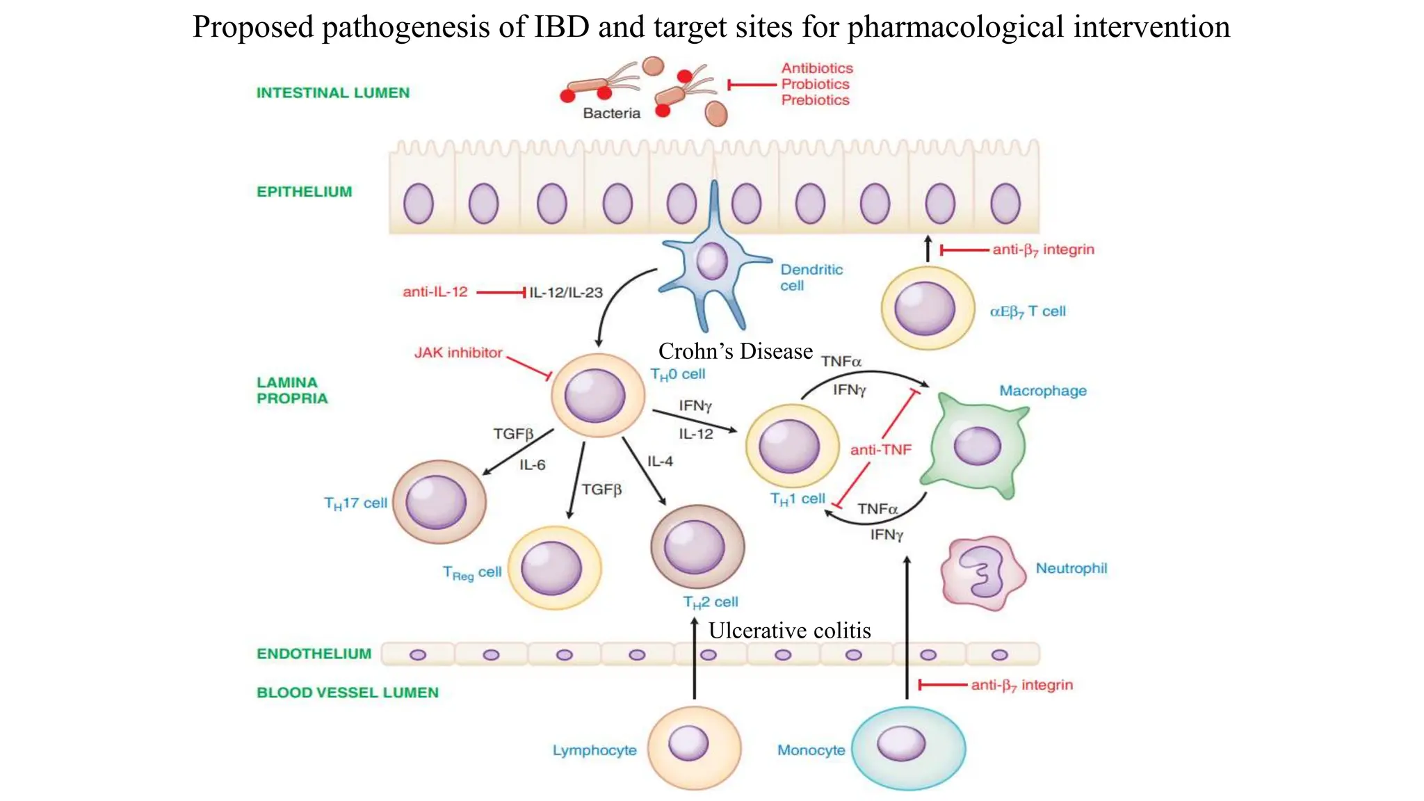 INFLAMMATORY BOWEL DISEASE-UC,CD DRUGS.pptx