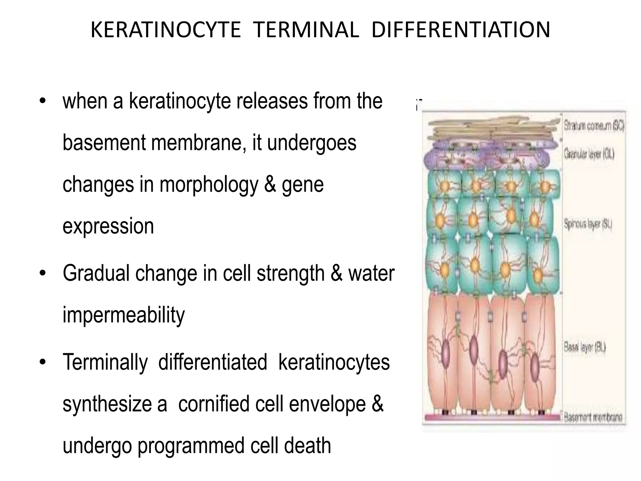 Inflammatory cells of skin | PPTX