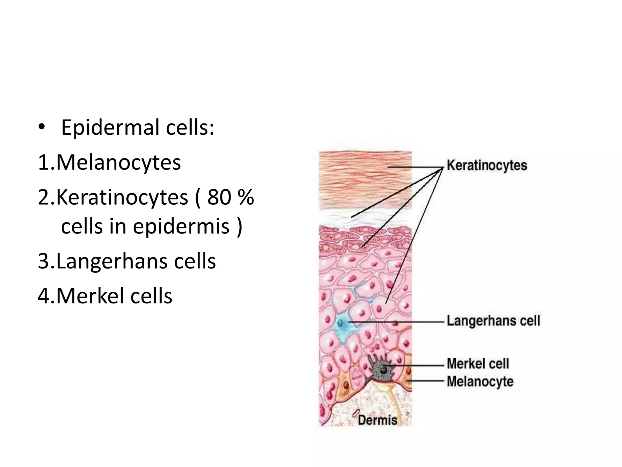 Inflammatory cells of skin | PPTX