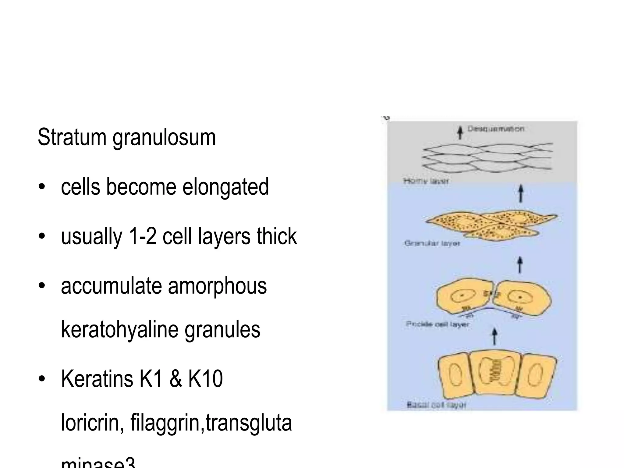 Inflammatory cells of skin | PPTX