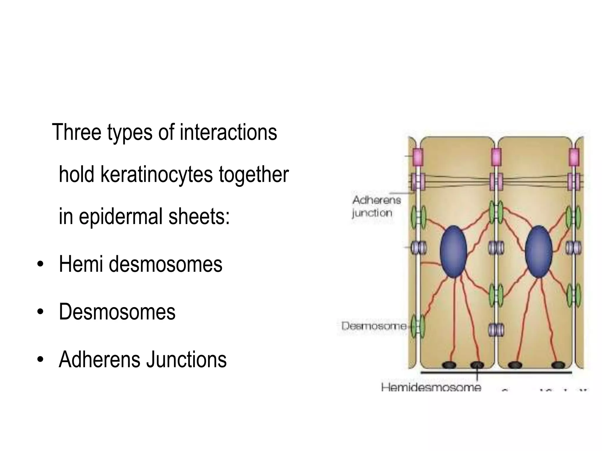 Inflammatory cells of skin | PPTX
