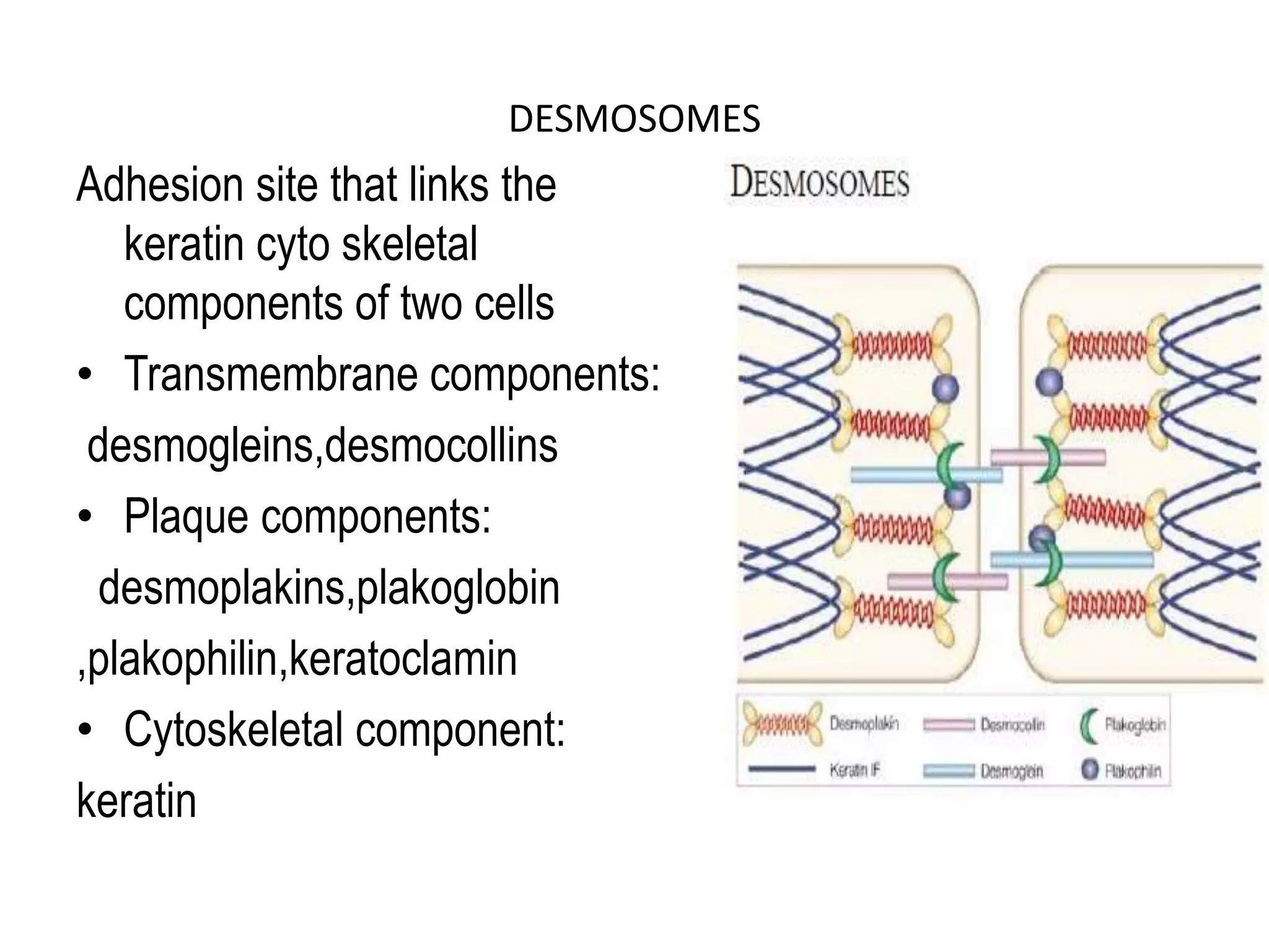 Inflammatory cells of skin | PPTX