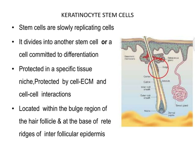 Inflammatory cells of skin | PPT