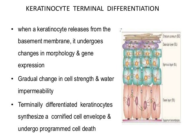 Inflammatory cells of skin