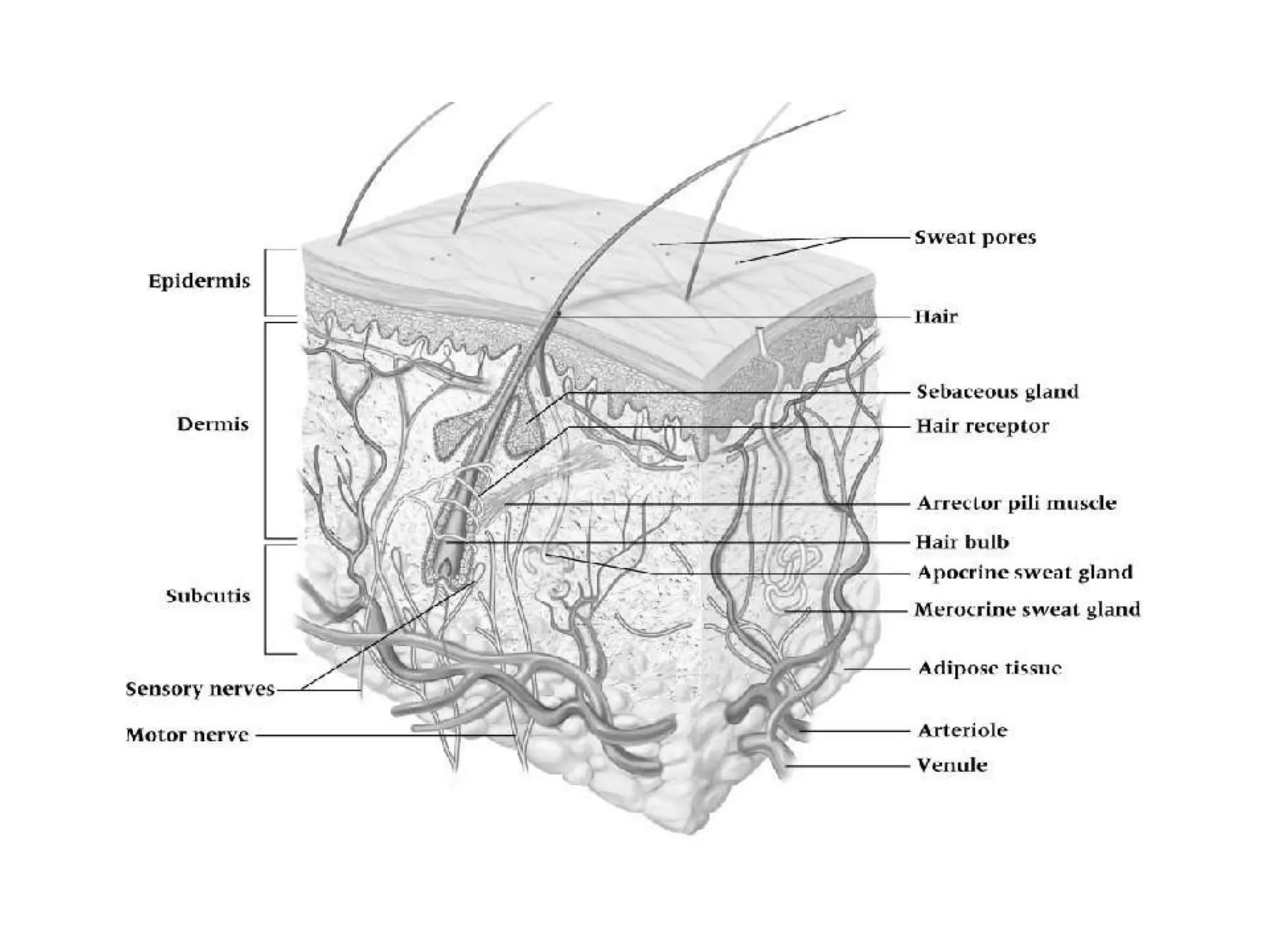 Inflammatory conditions of skin | PPTX