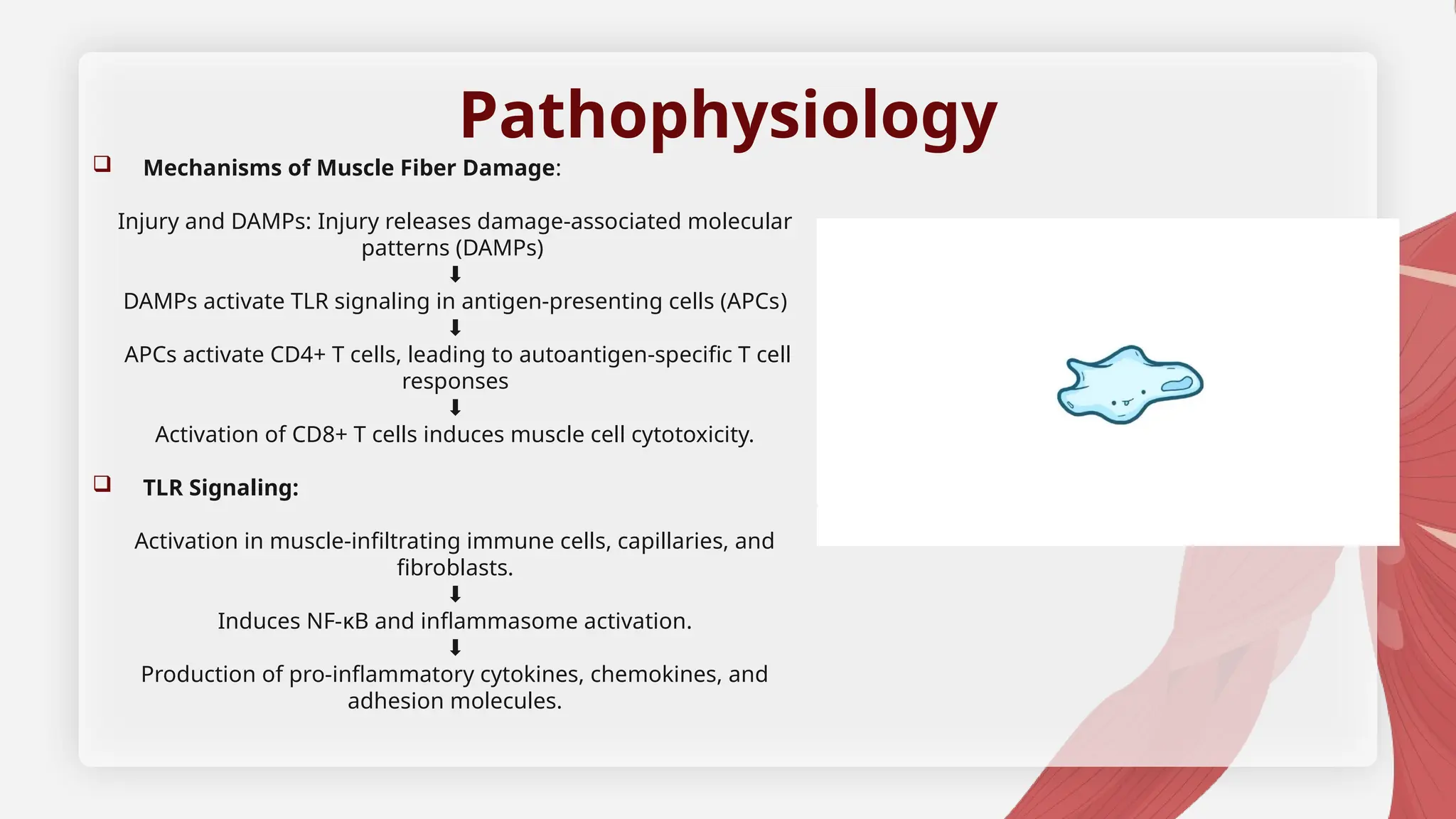 Inflammatory Myopathy (Myositis) by Dr Manoj Kumar Kurmana | PPTX