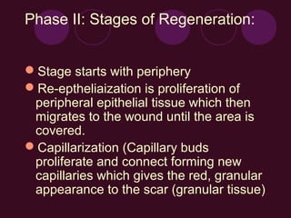 Inflammatory Response Stages