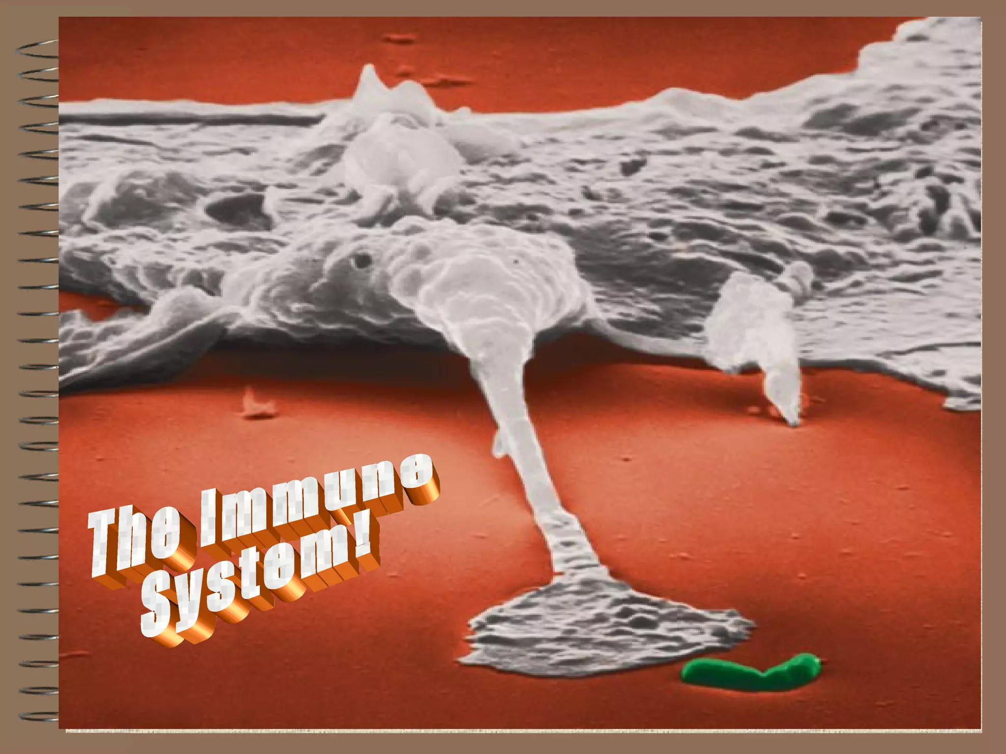 Inflammatory response nonspecific | PPT