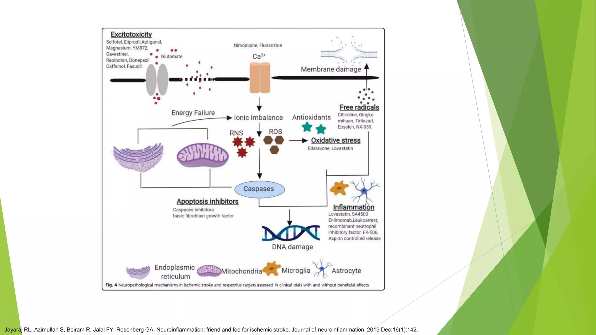 Inflammatory Response in the Central Nervous System | PPT