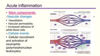 Inflammation | PPTX