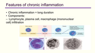 Inflammation | PPTX
