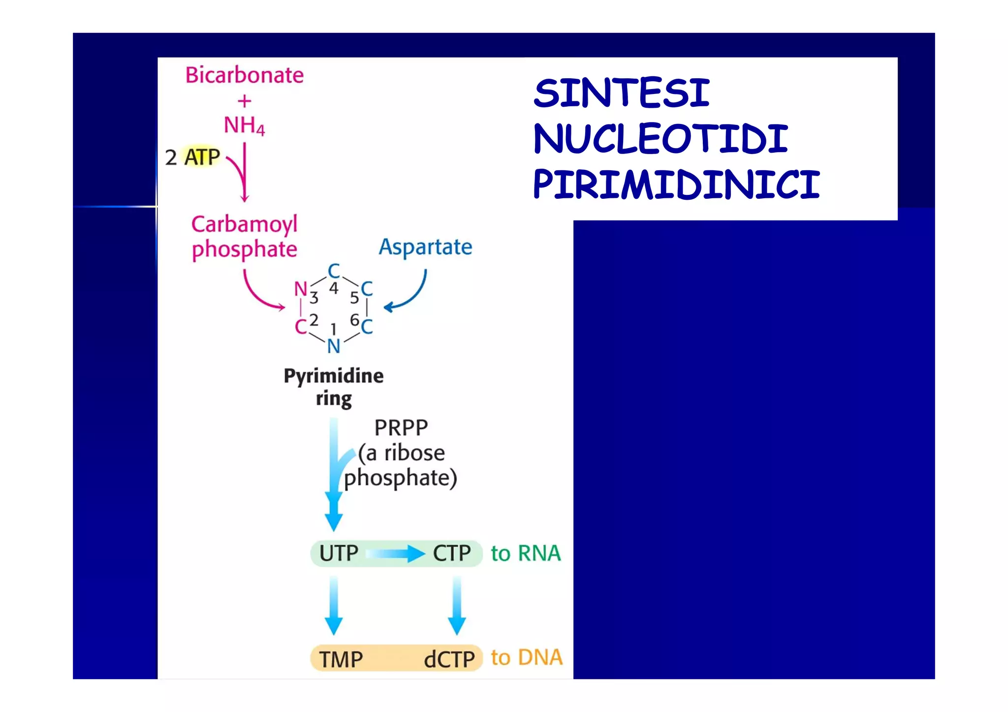 Inf lez 6 proteine e basi azotate 19 20 | PPT