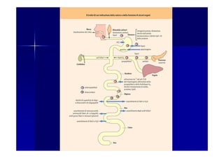 Inf lez 6 proteine e basi azotate 19 20 | PDF