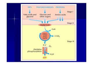 Inf lez 6 proteine e basi azotate 19 20 | PPT
