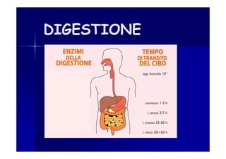 Inf lez 6 proteine e basi azotate 19 20 | PPT