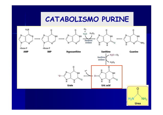 Inf lez 6 proteine e basi azotate 19 20 | PDF