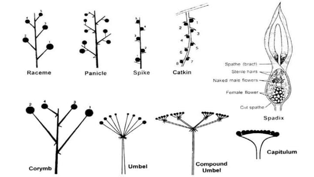 inflorescence important in flower morphology | PPTX | Gardening | Home & Garden