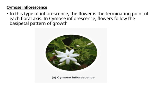 inflorescence important in flower morphology | PPTX | Gardening | Home ...