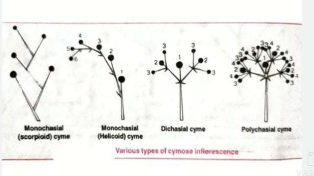 inflorescence important in flower morphology | PPTX | Gardening | Home ...