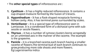 inflorescence important in flower morphology | PPTX | Gardening | Home ...