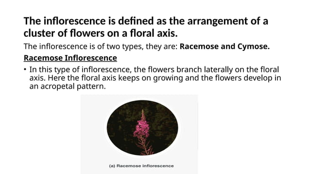 inflorescence important in flower morphology | PPTX | Gardening | Home ...