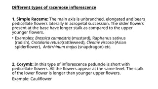 inflorescence important in flower morphology | PPT