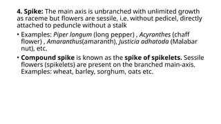 inflorescence important in flower morphology | PPTX | Gardening | Home ...