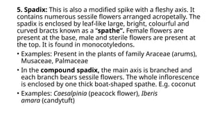 inflorescence important in flower morphology | PPTX | Gardening | Home ...