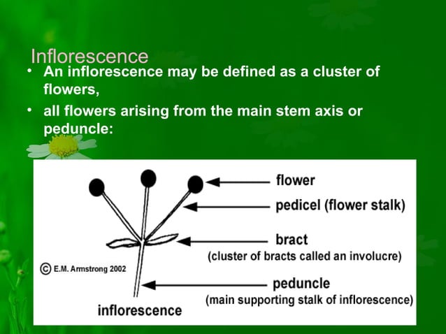 Inflorescence | PPT
