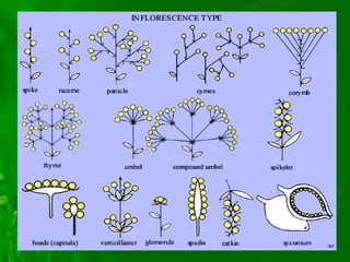 Inflorescence | PPT