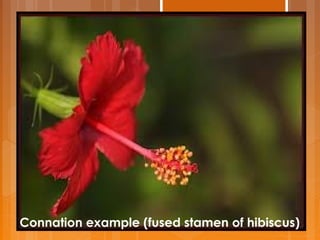 Inflorescence | PPT