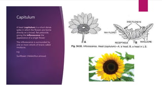 Inflorescence | PPT