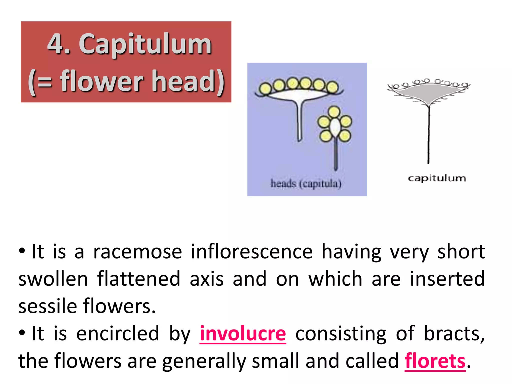 Inflorescence | PPTX