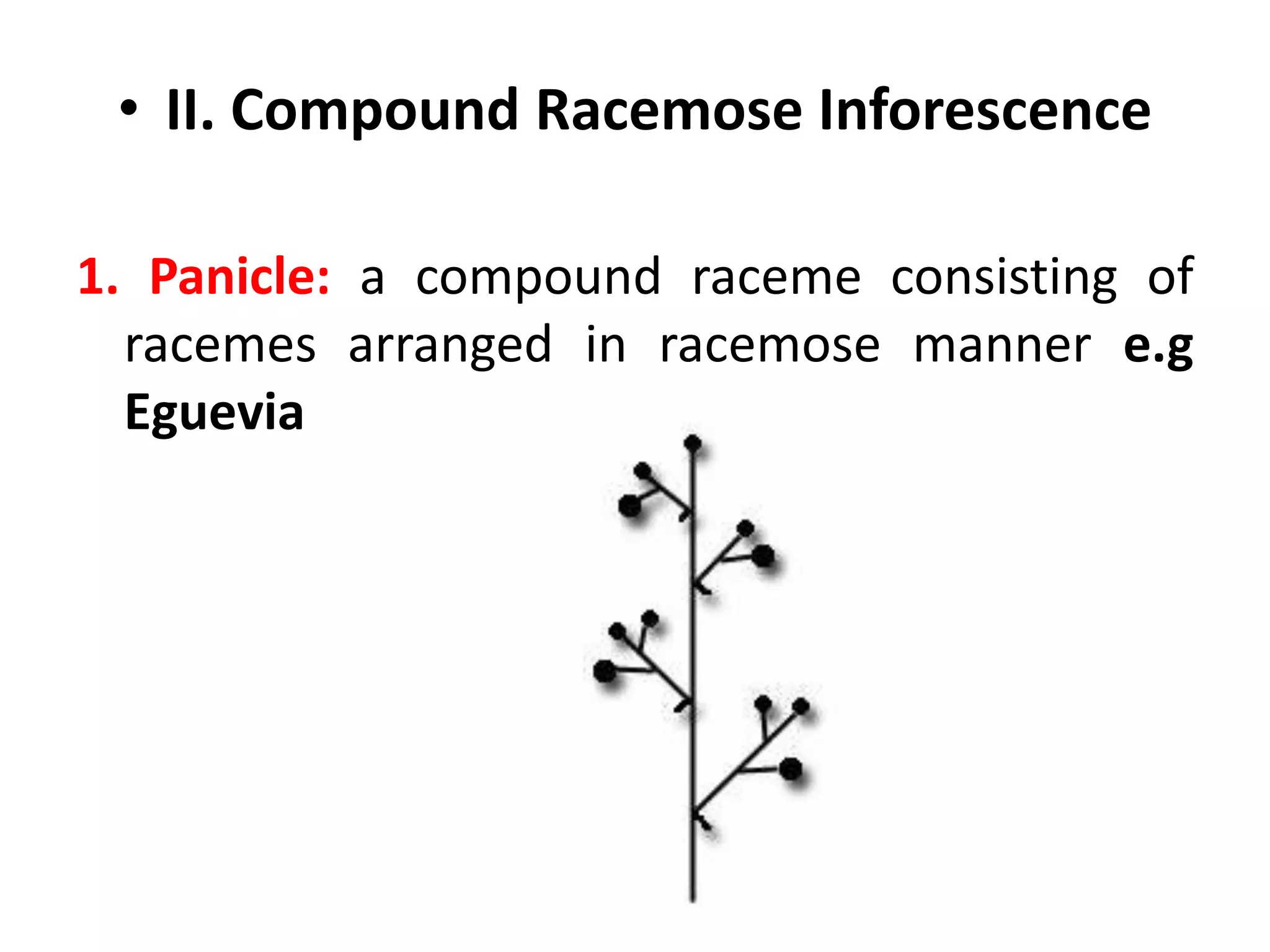 Inflorescence | PPTX